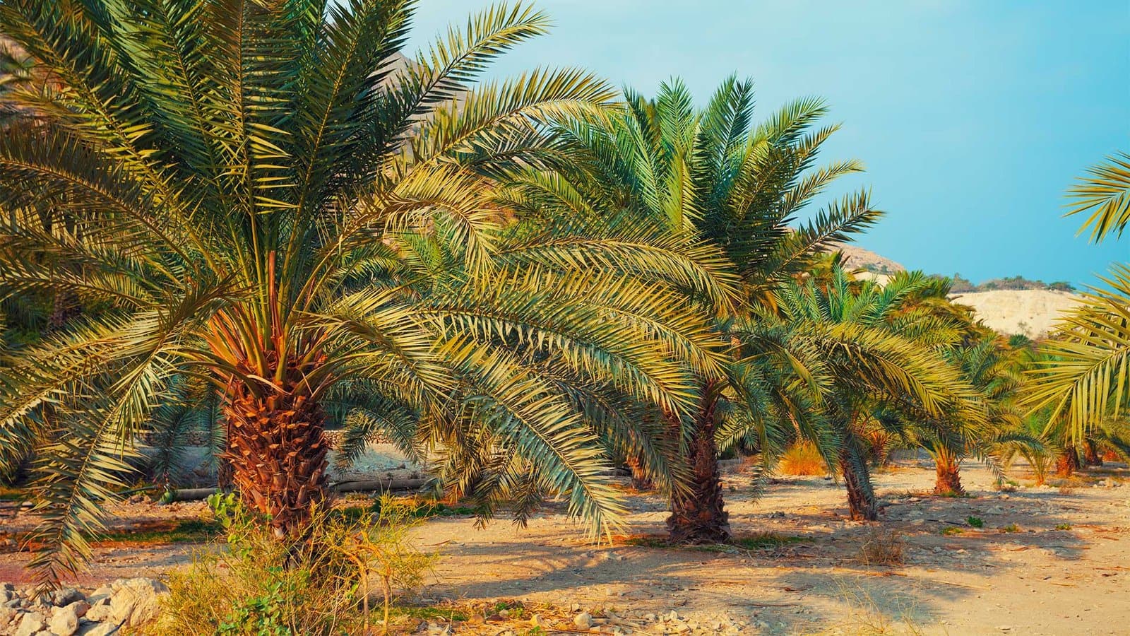 Les Spécificités des Dattes Ajwa Expliquées - Ajwa