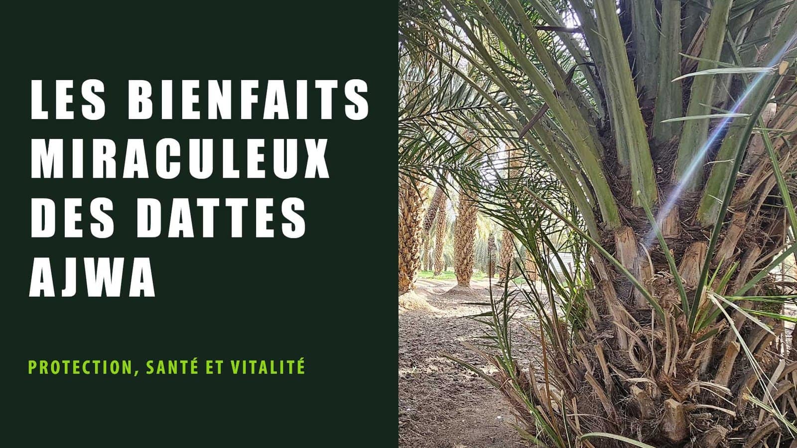 Les Bienfaits Miraculeux des Dattes Ajwa - Ajwa